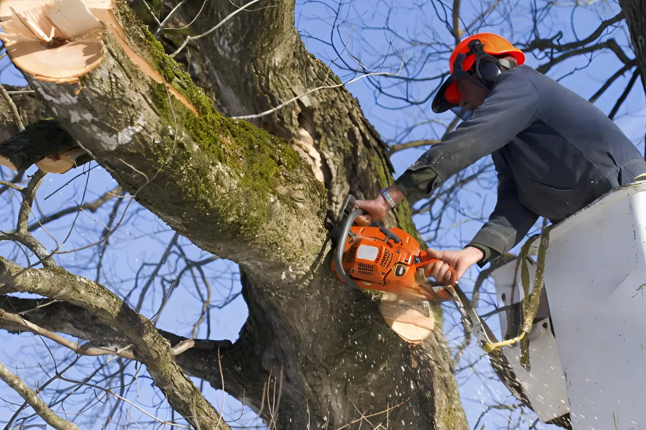 About Us | Tree Felling Auckland